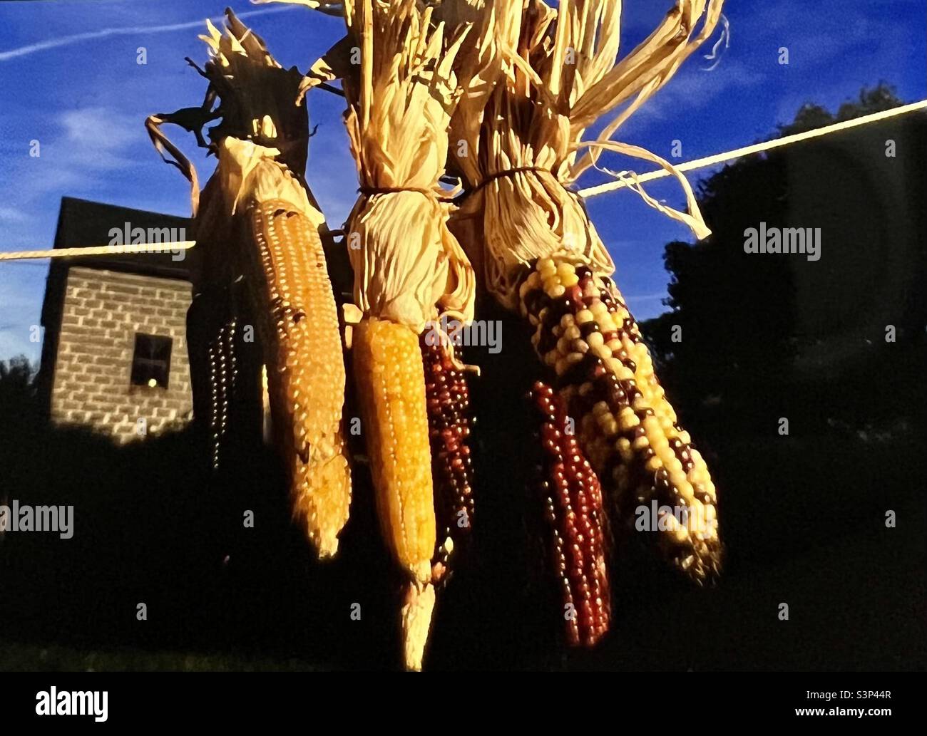 Ears of indian corn hi-res stock photography and images - Alamy