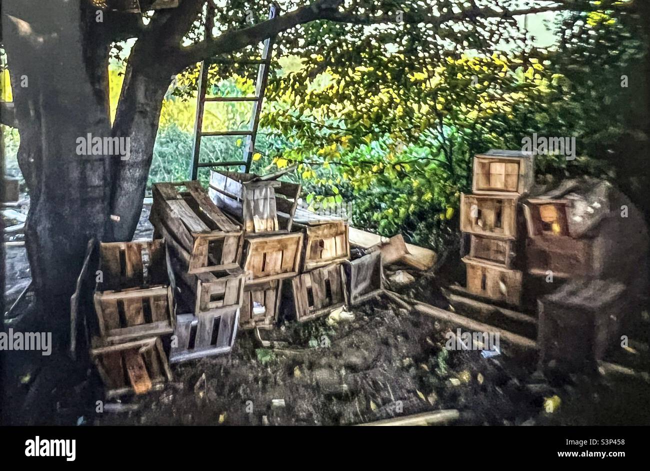 Tree with ladder and boxes for apple picking Stock Photo - Alamy