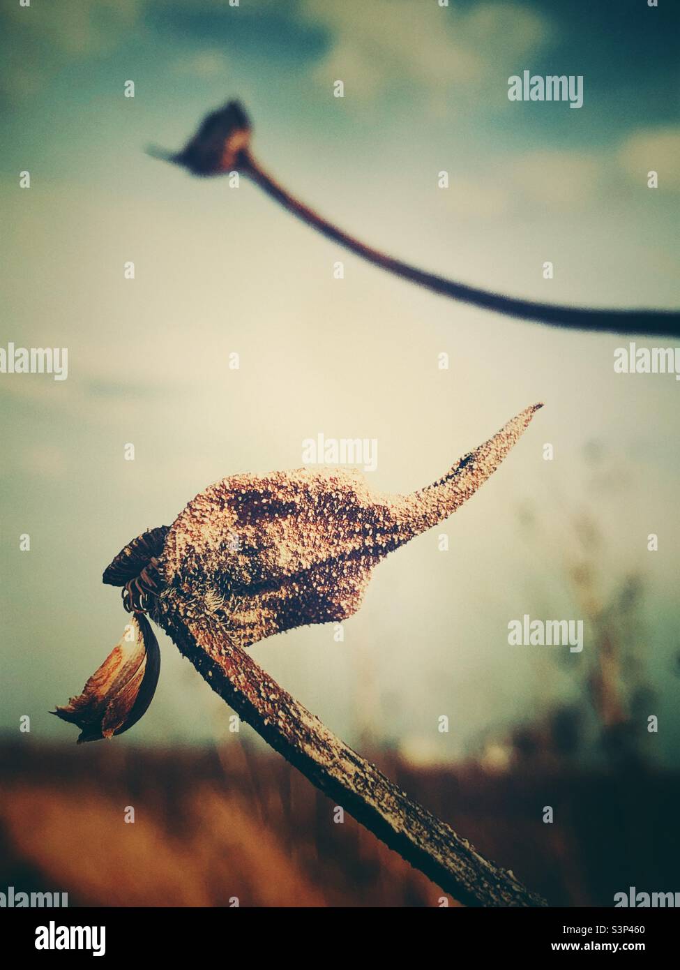 Beak texture hi-res stock photography and images - Alamy