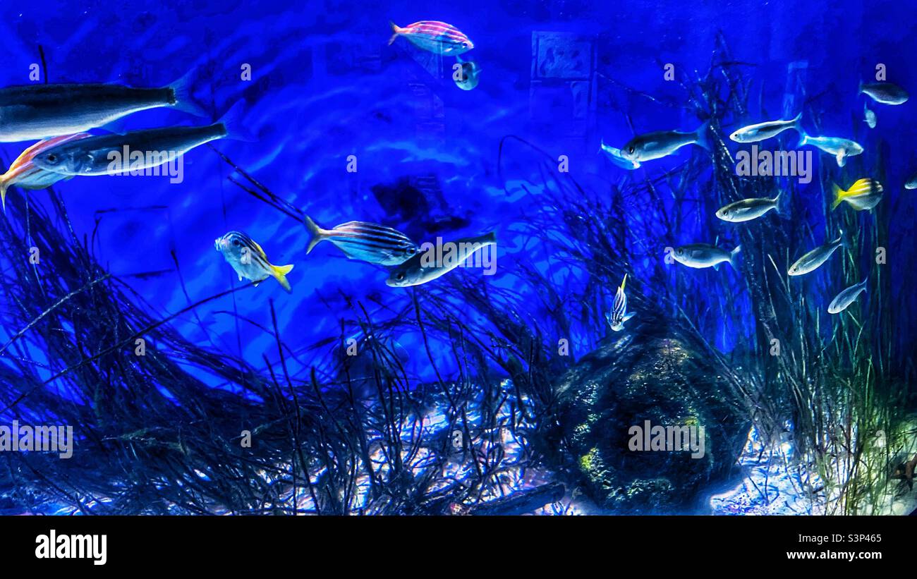 Marine life in Australia Stock Photo - Alamy