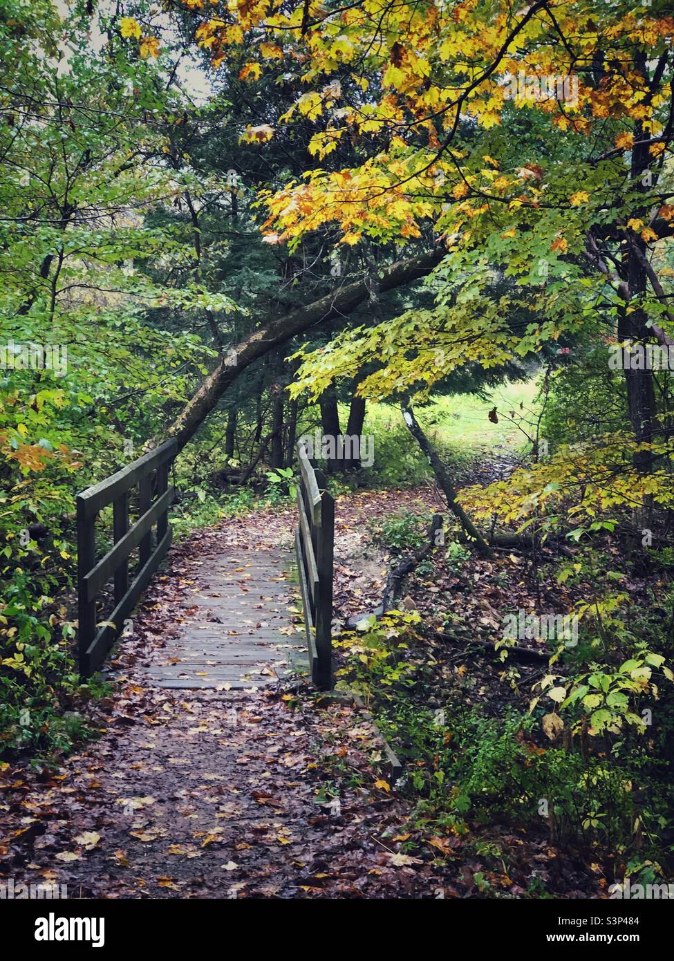 Footbridge woods hi-res stock photography and images - Alamy