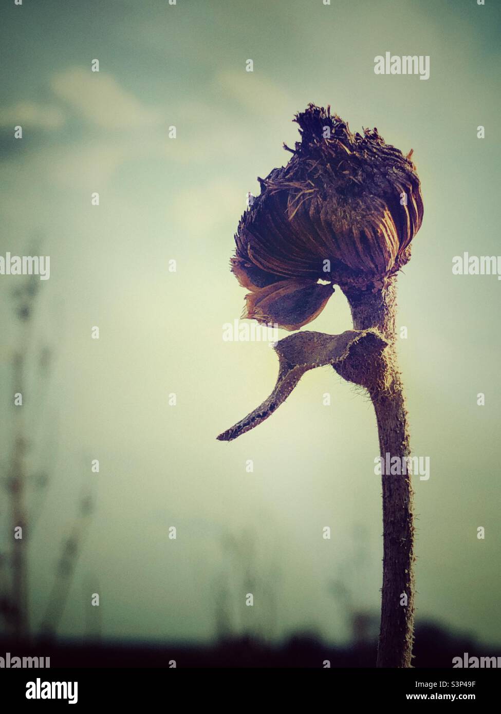 Grass seed pod hi-res stock photography and images - Alamy