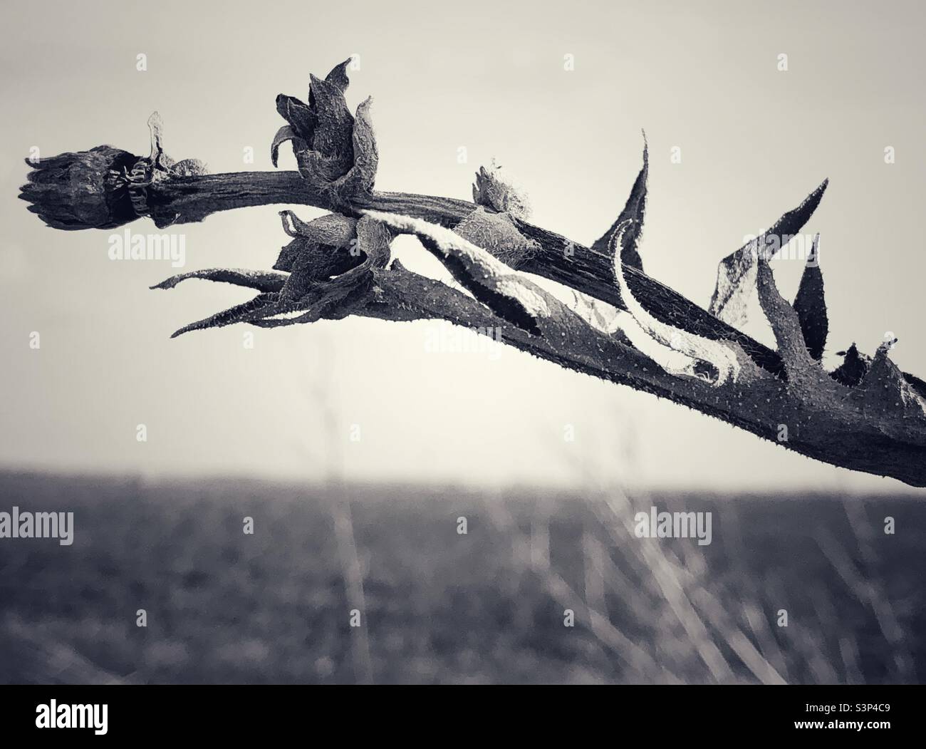 Spiky grass hi-res stock photography and images - Alamy