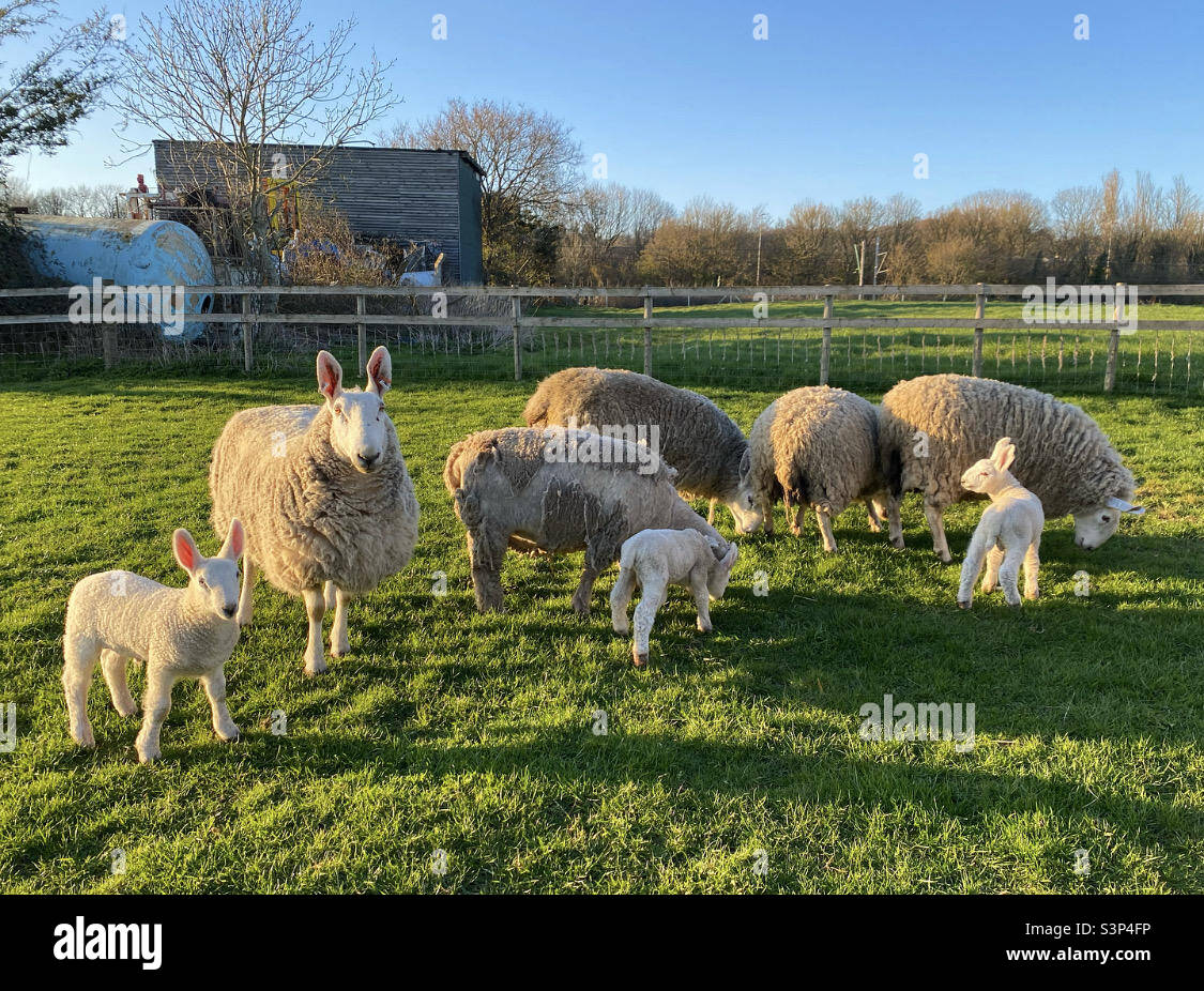 Bunny ears sheep hi-res stock photography and images - Alamy
