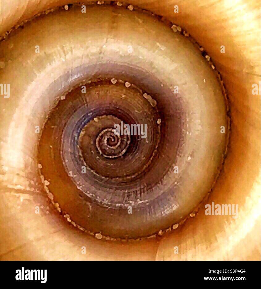 Unblinking stare hi-res stock photography and images - Alamy