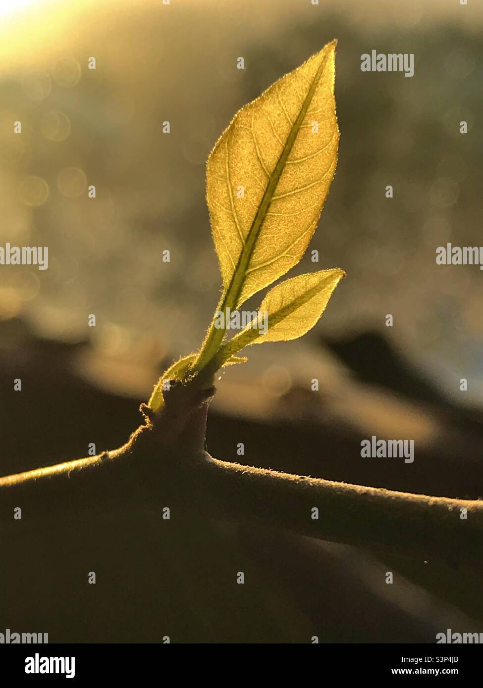 Budding Into Leaf High Resolution Stock Photography and Images - Alamy