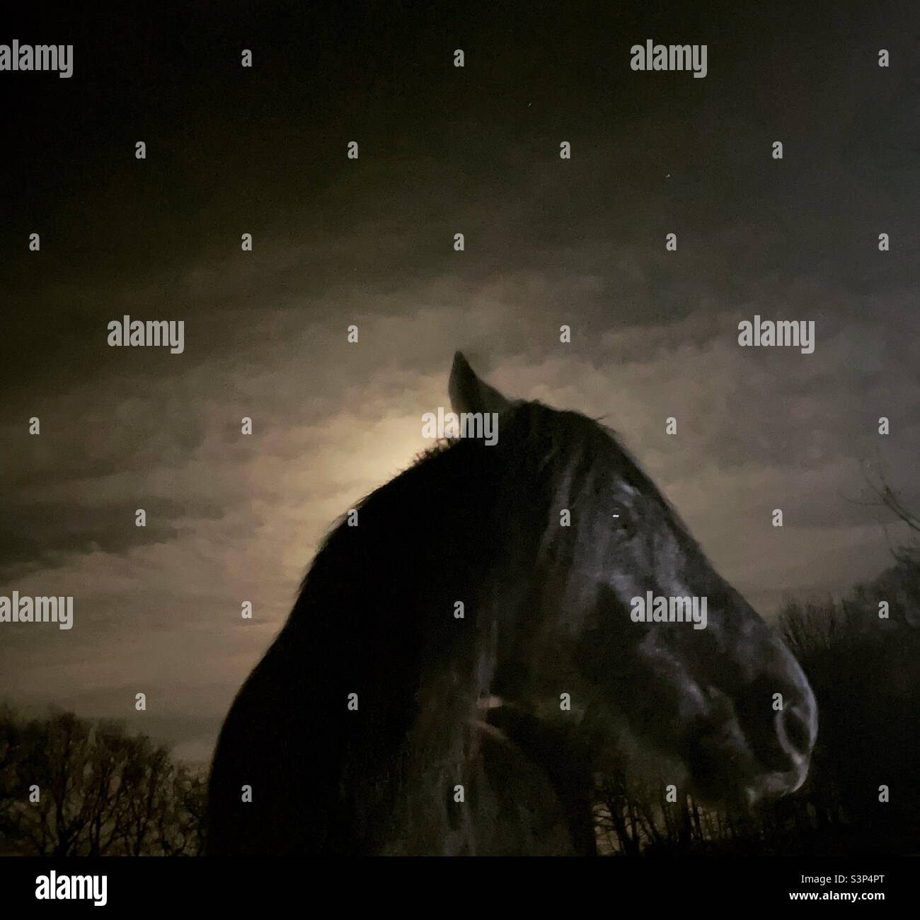 Night pony hi-res stock photography and images - Alamy