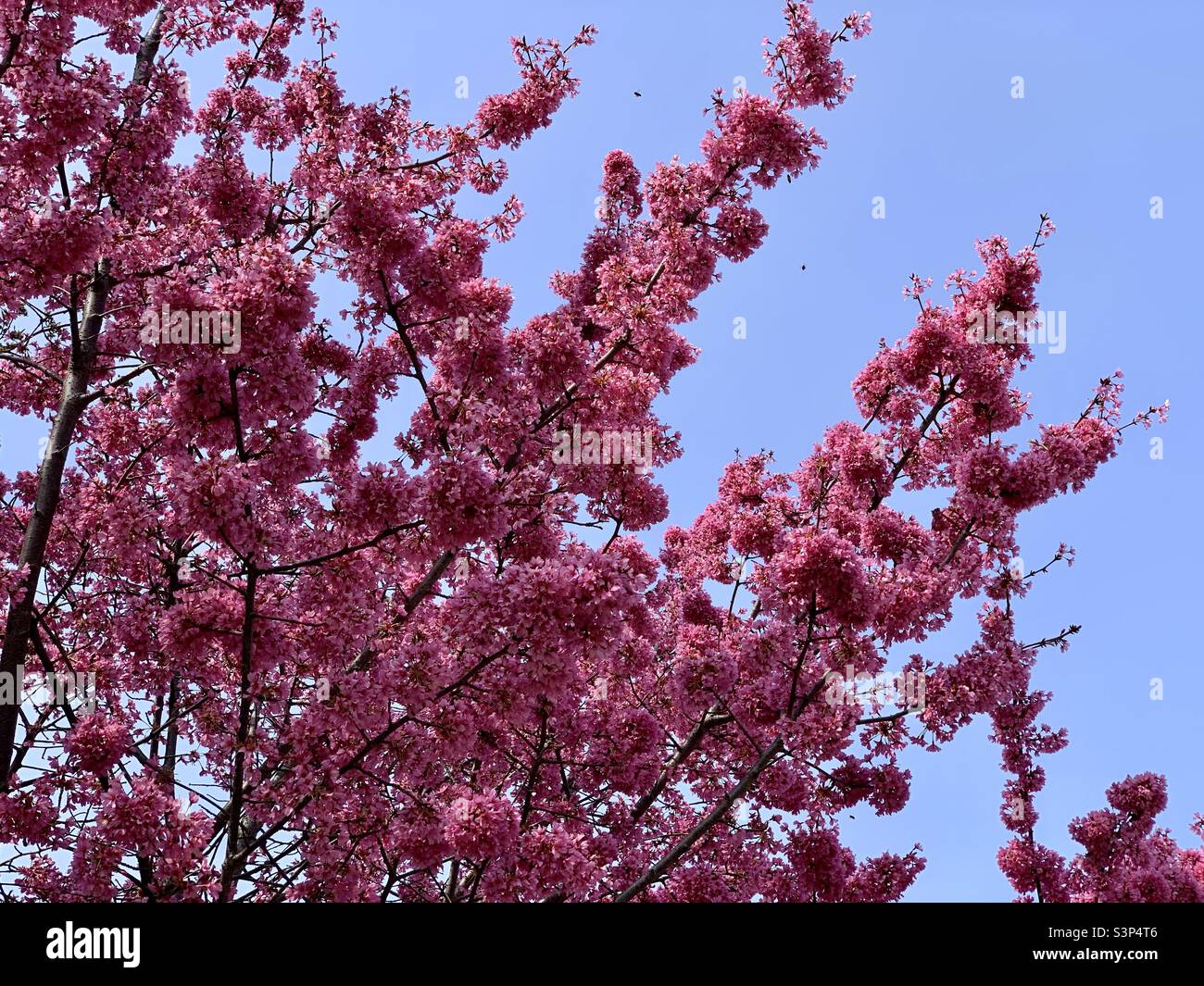 Spring in geneva hi-res stock photography and images - Alamy