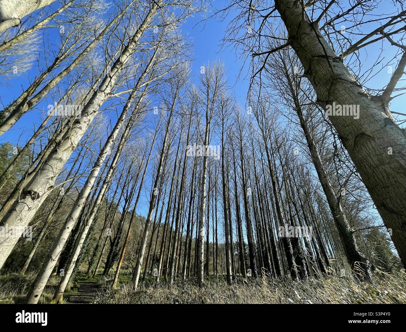 Laganmeadows hi-res stock photography and images - Alamy