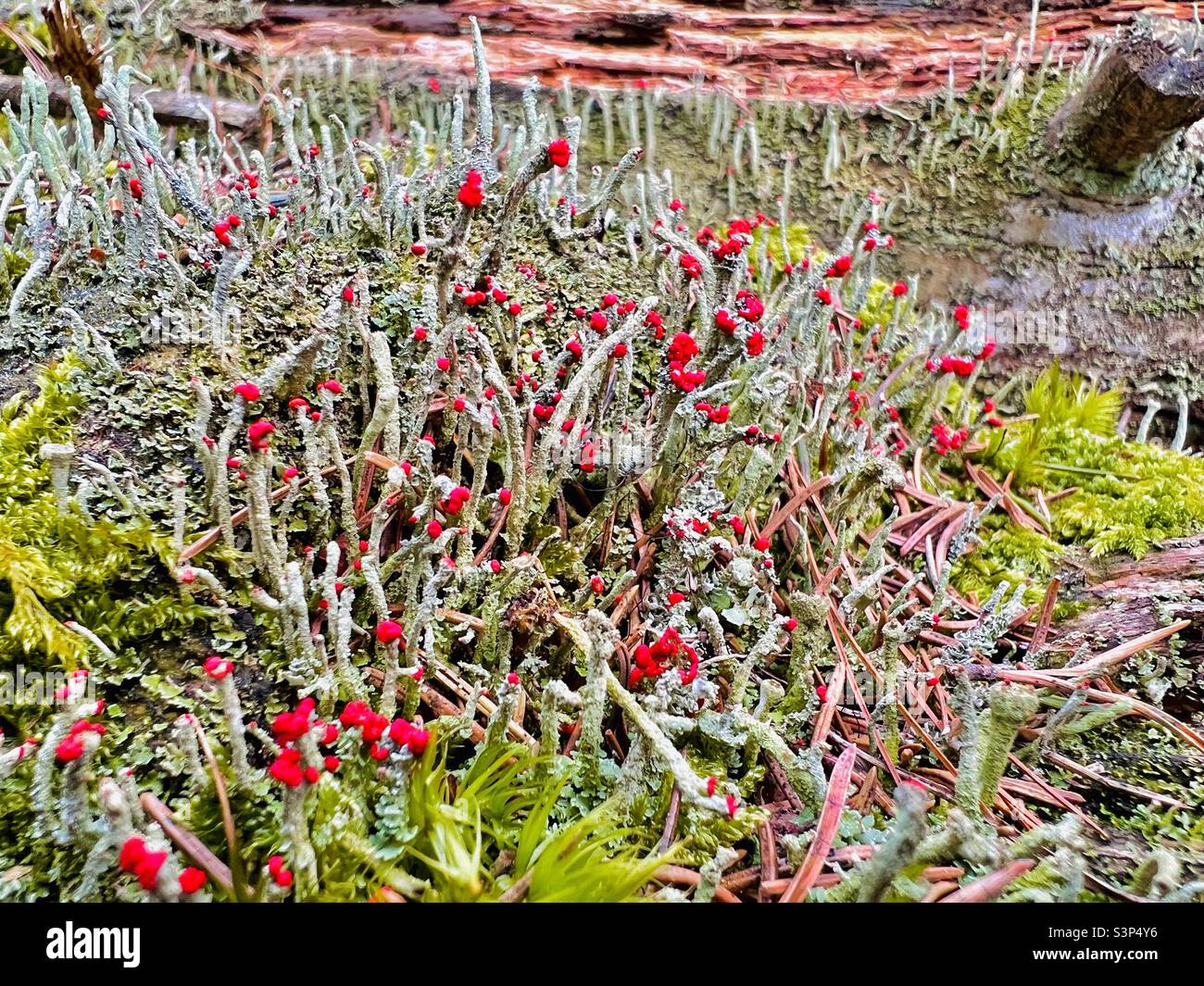 Coccifera hi-res stock photography and images - Alamy