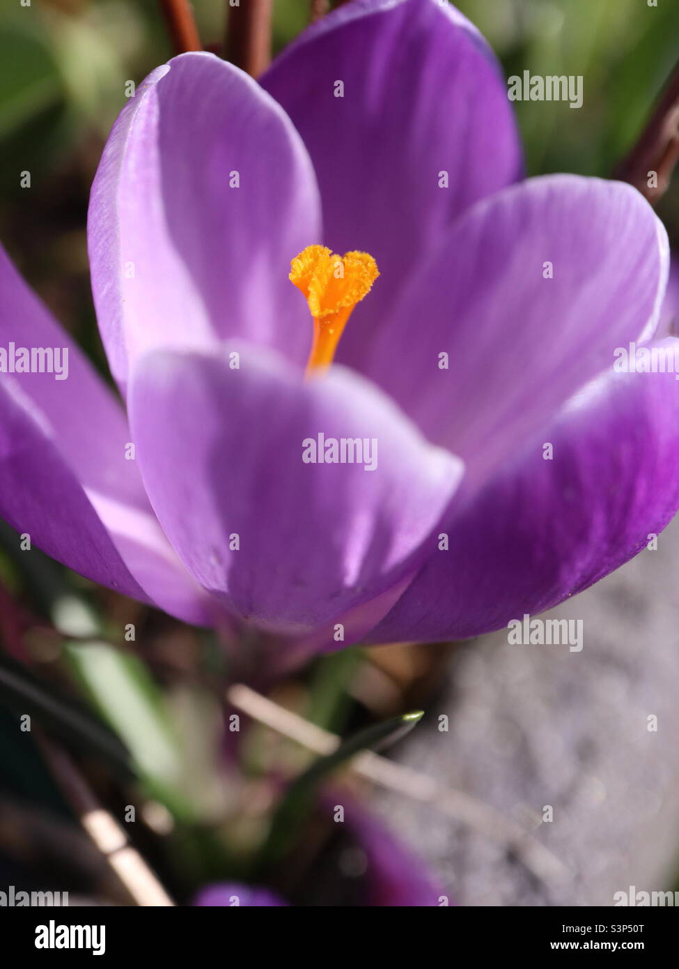 Purple Crocus in spring sunshine Stock Photo - Alamy