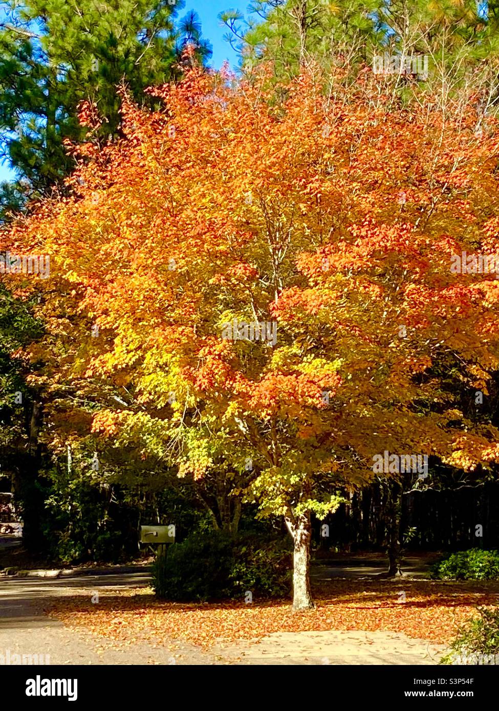 Mississippi tree hi-res stock photography and images - Alamy