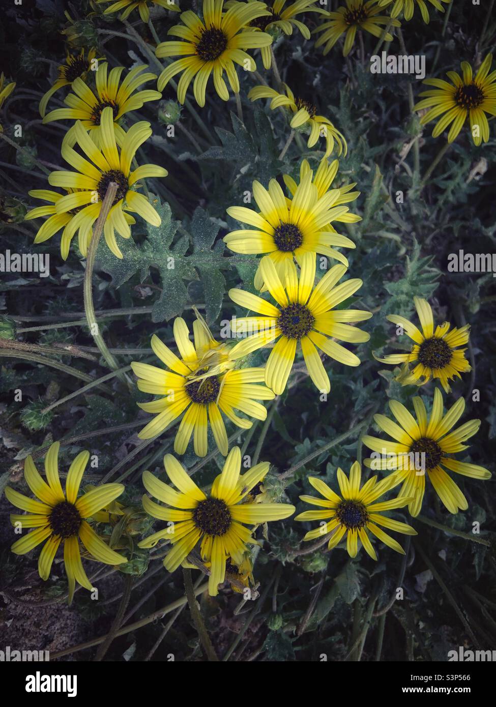 Calendula or Capeweed Stock Photo - Alamy