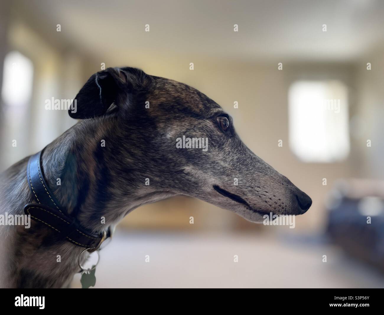 Profile of a greyhound Stock Photo - Alamy