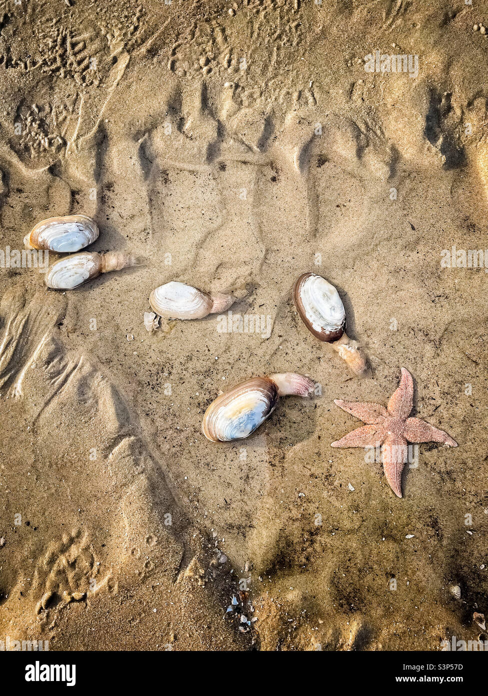Seaside creatures hi-res stock photography and images - Alamy