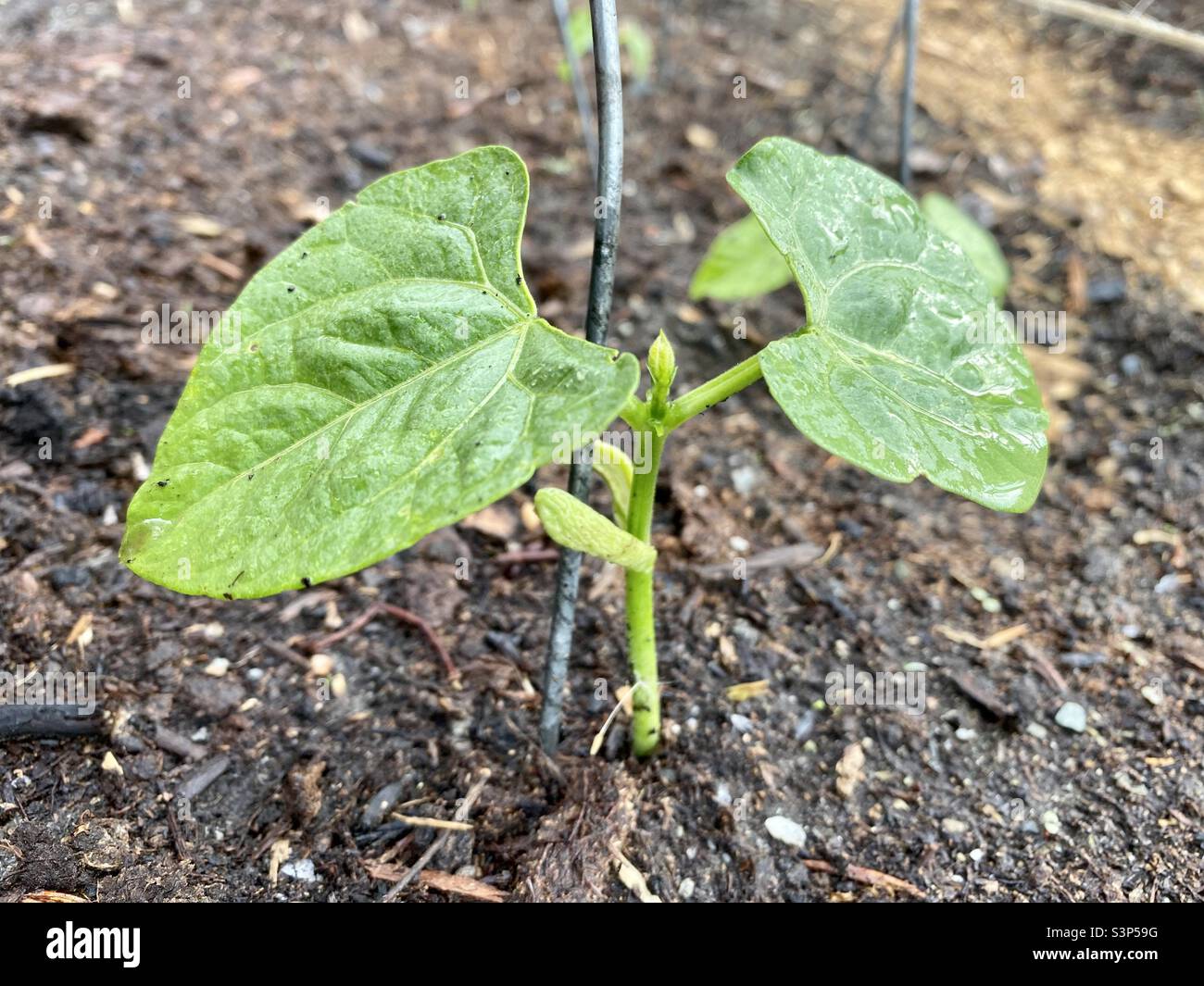 Bean plant garden hi-res stock photography and images - Alamy