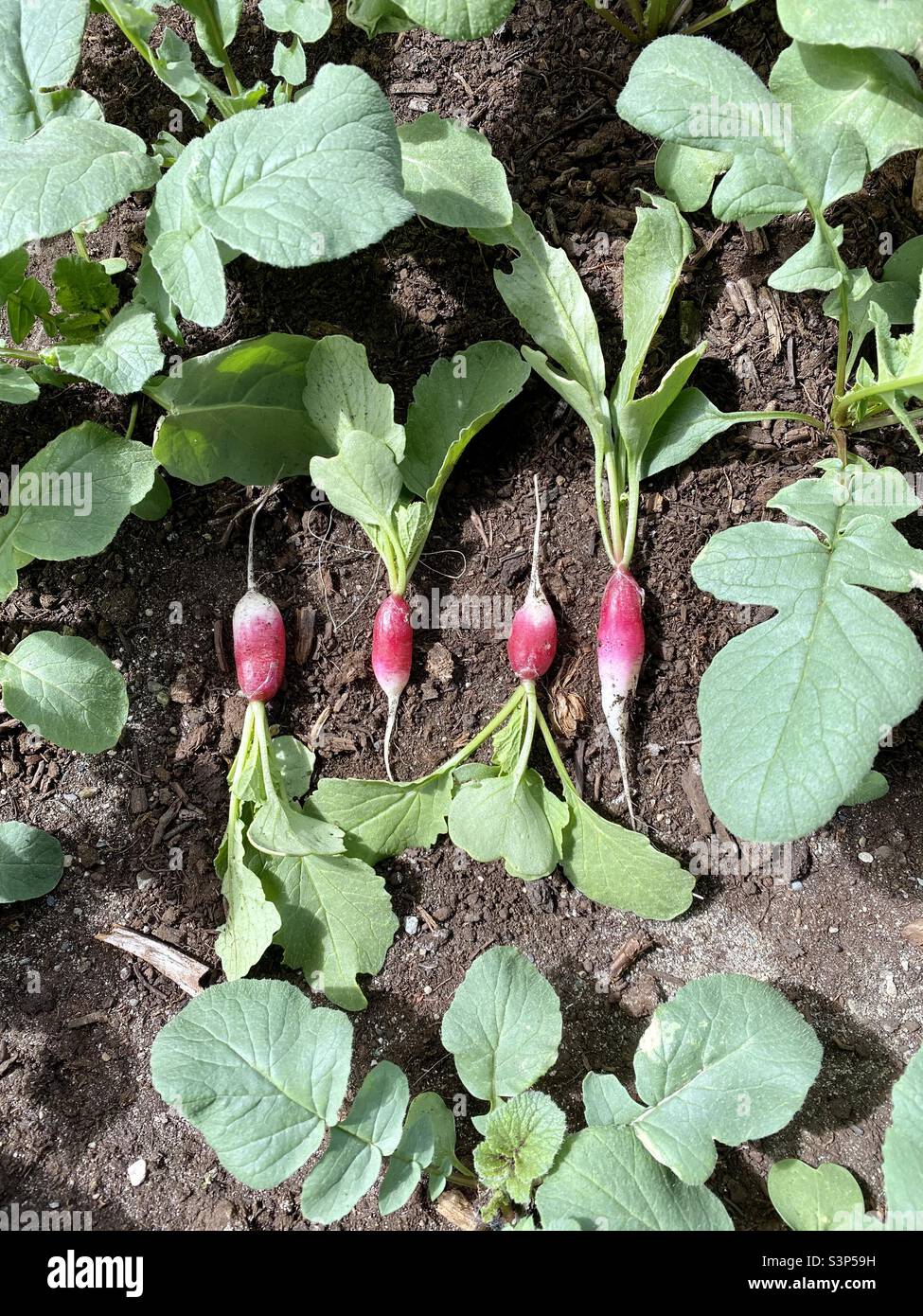 Radish row hi-res stock photography and images - Alamy