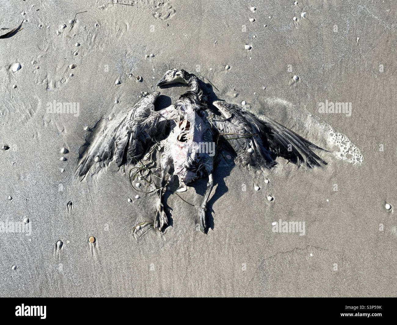 Rotten carcass hi-res stock photography and images - Alamy