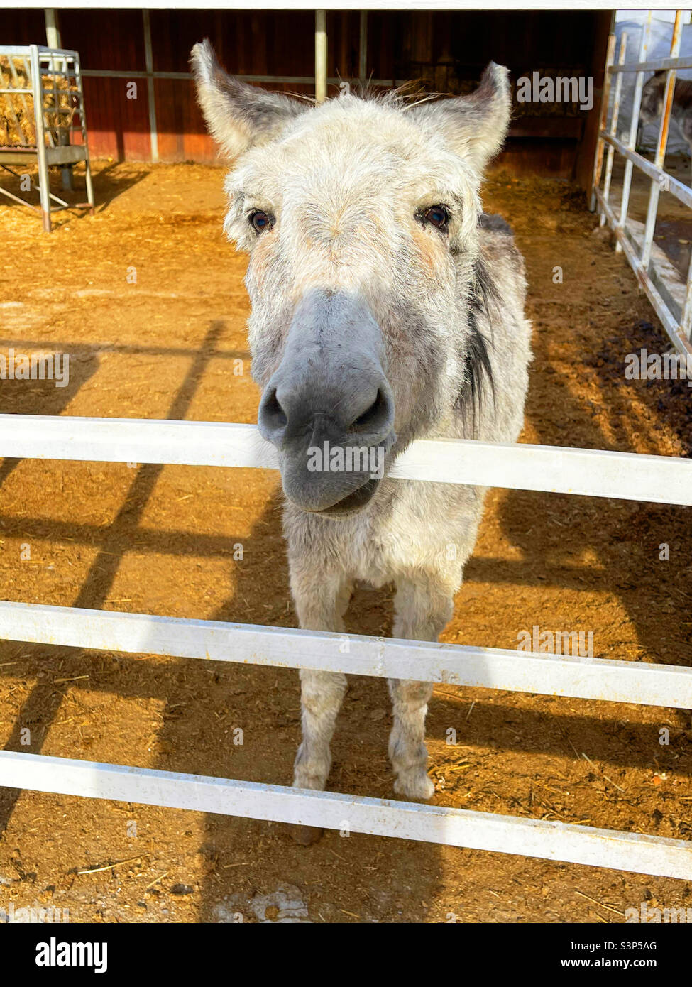 Donkey pen hi-res stock photography and images - Alamy