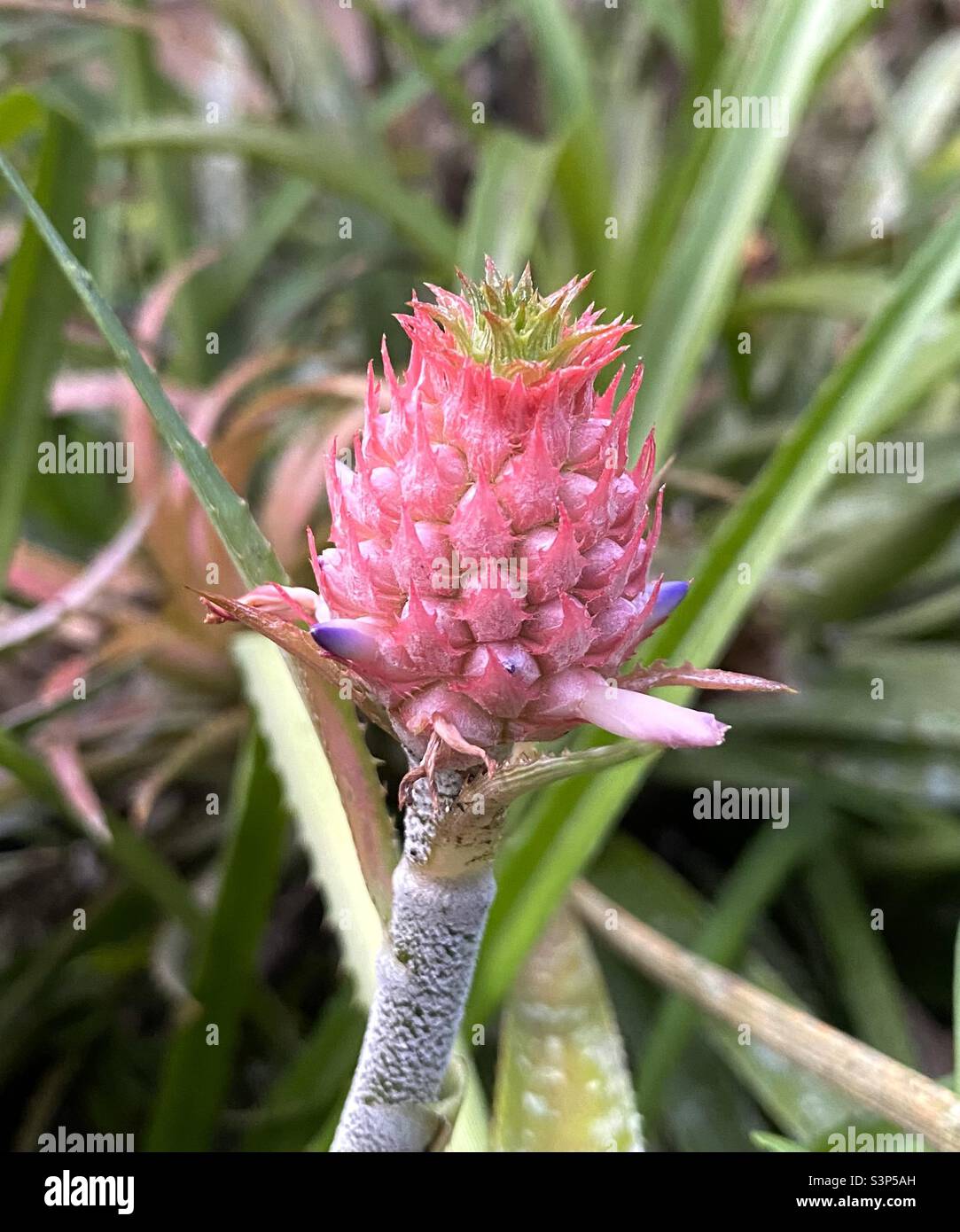 Pineapple flower hi-res stock photography and images - Alamy