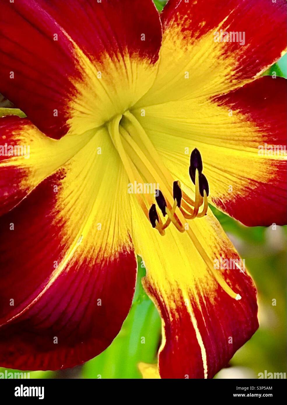 Red tiger lily hi-res stock photography and images - Alamy
