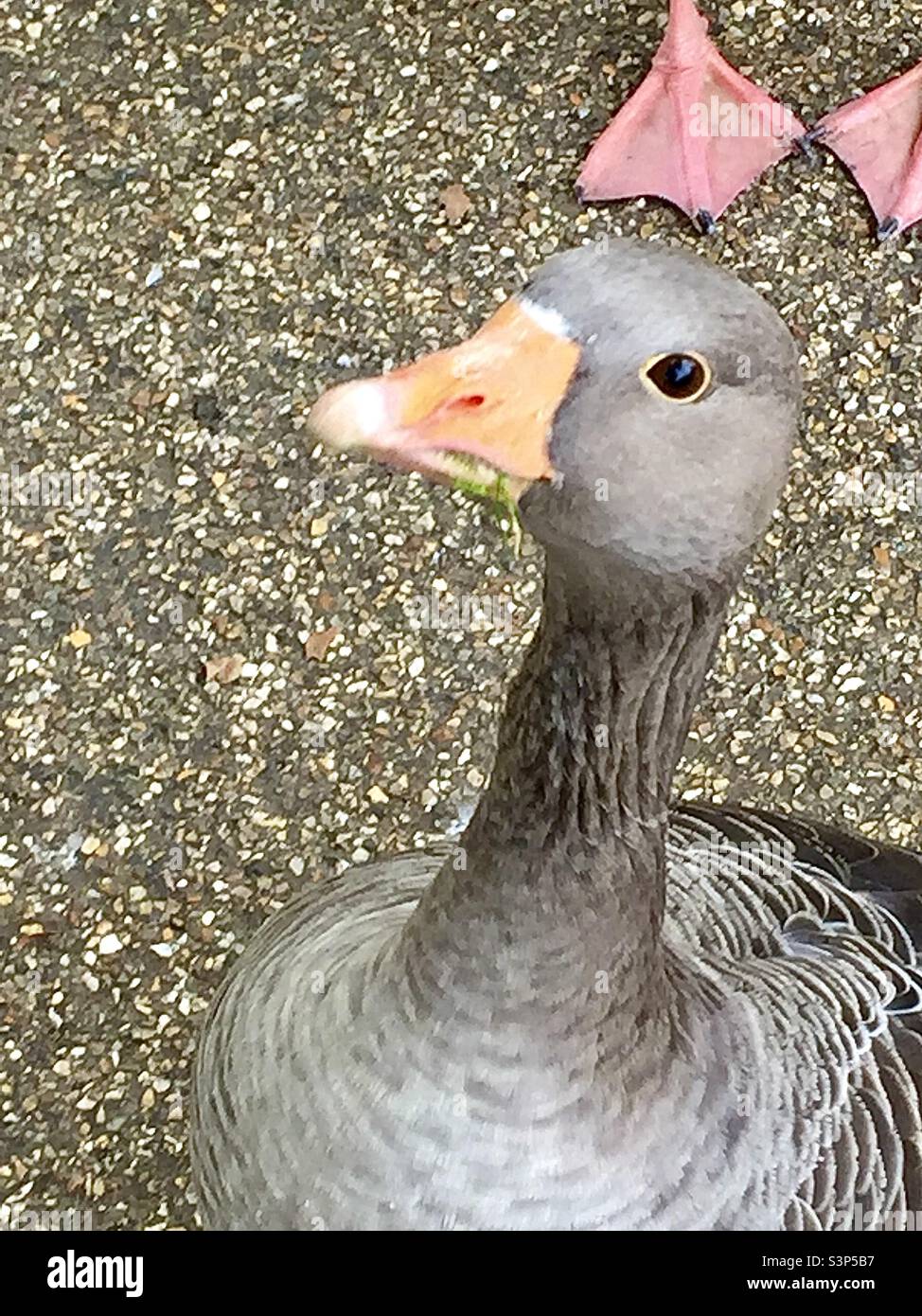 Real goose hi-res stock photography and images - Alamy