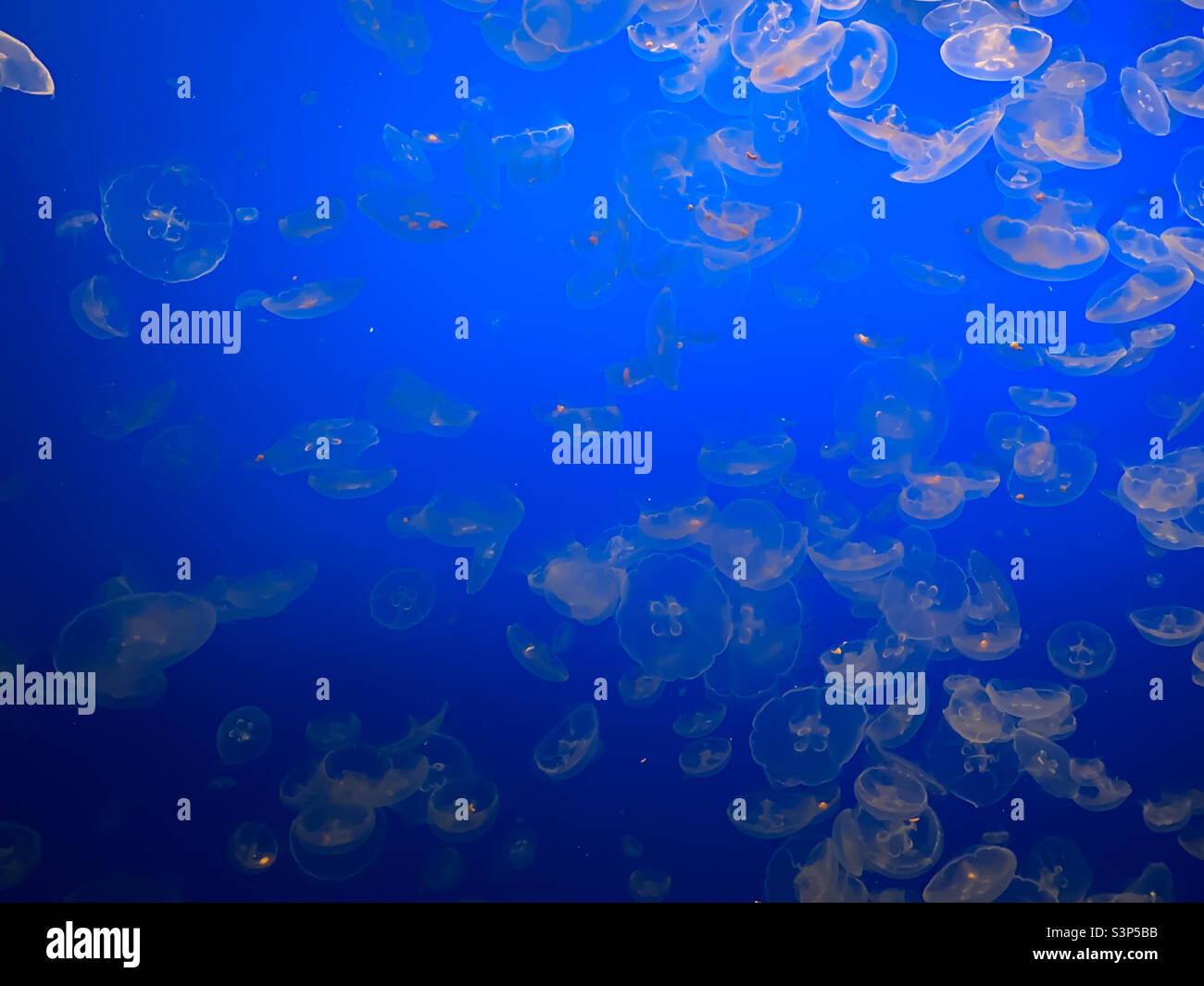 Sea and jellyfish hi-res stock photography and images - Alamy