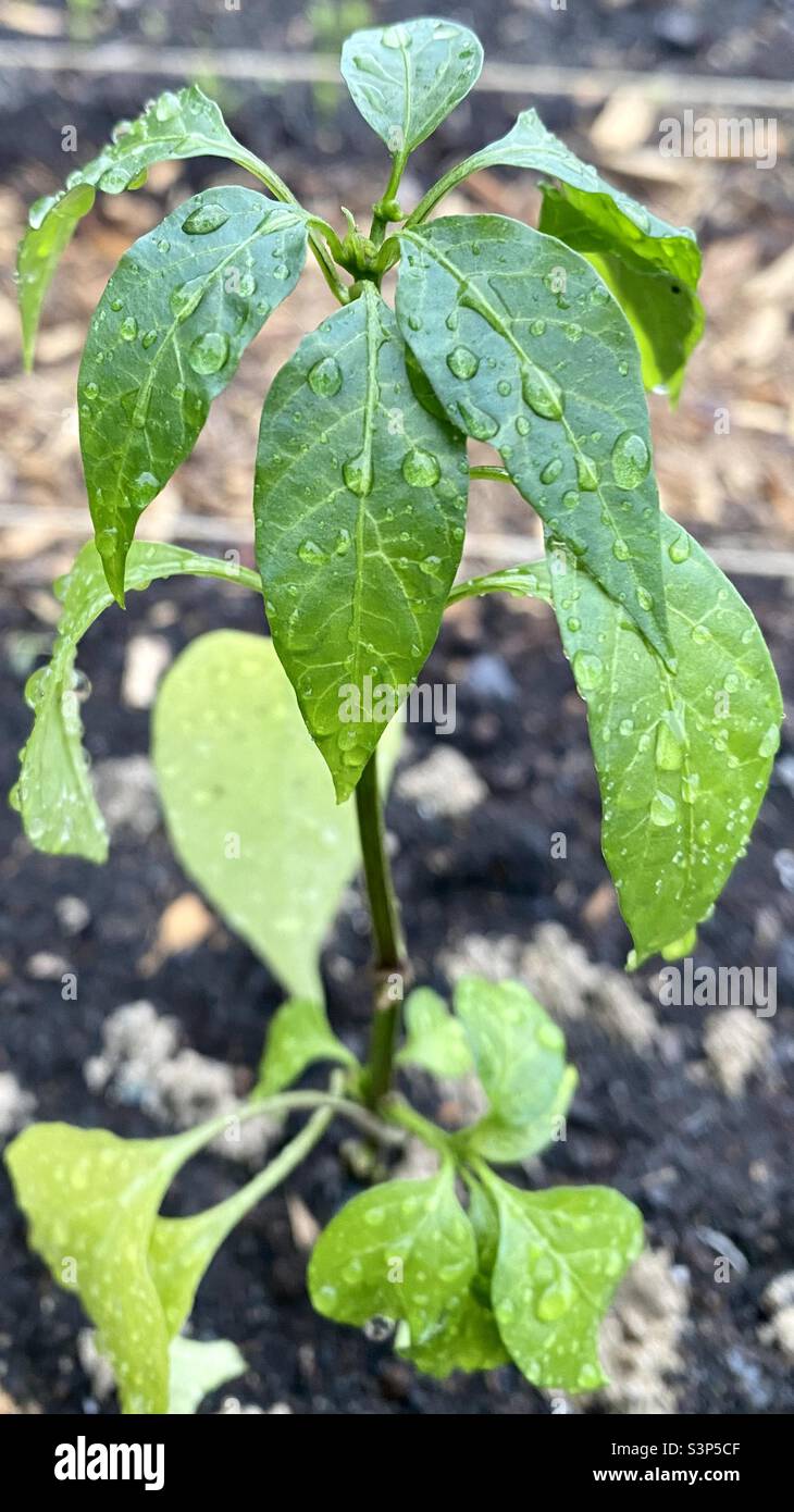 Garden plant after rain hi-res stock photography and images - Alamy