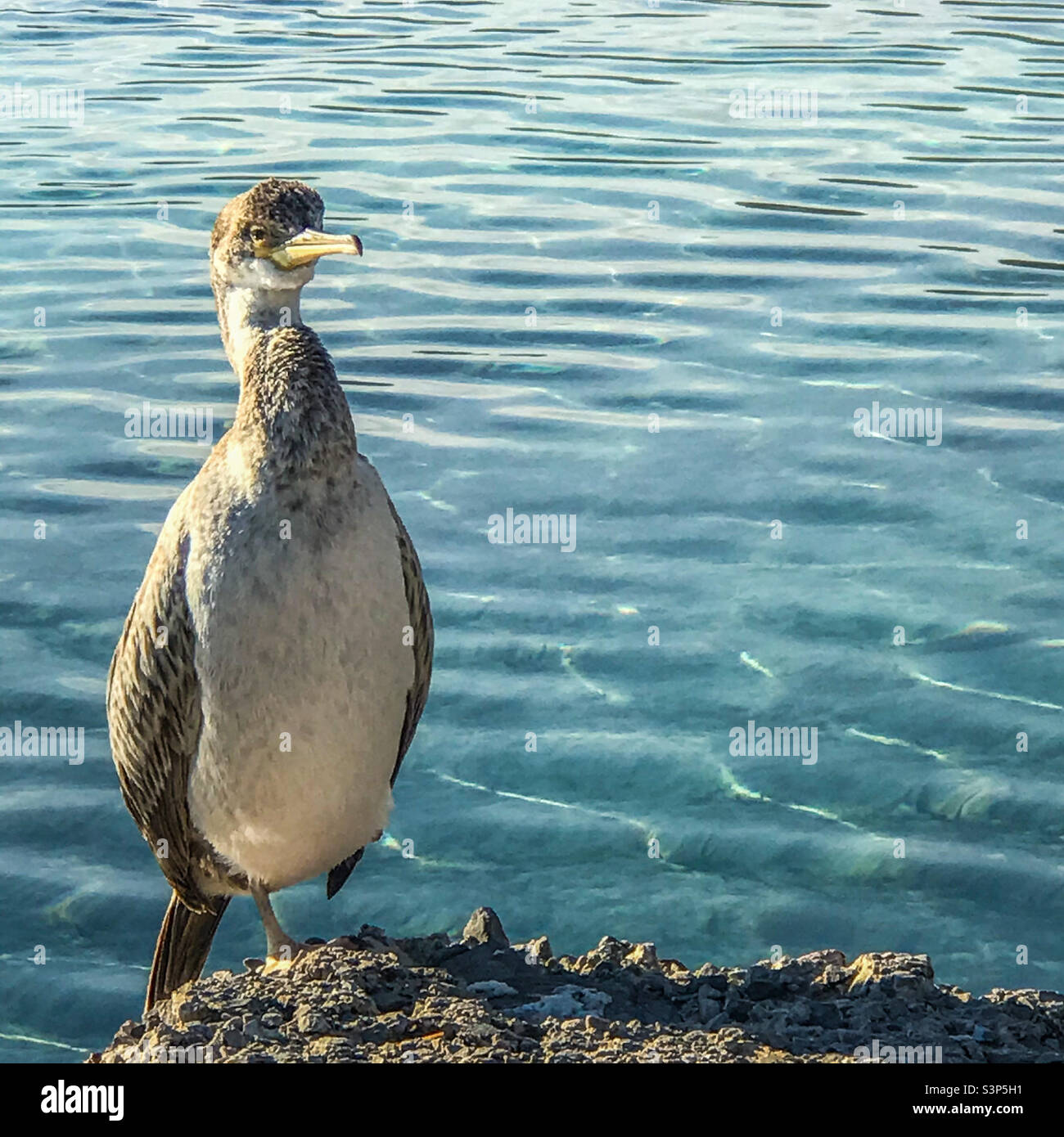 Shag sea bird in Mallorca Stock Photo - Alamy