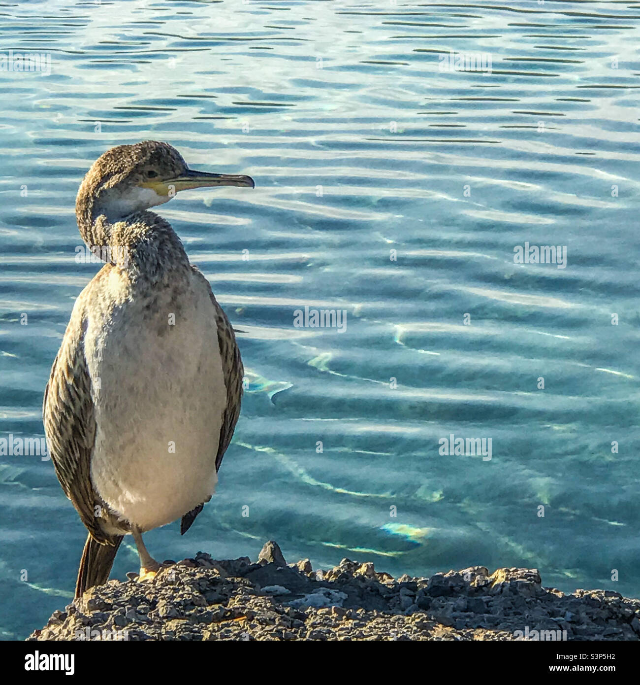 Shag sea bird in Mallorca Stock Photo - Alamy