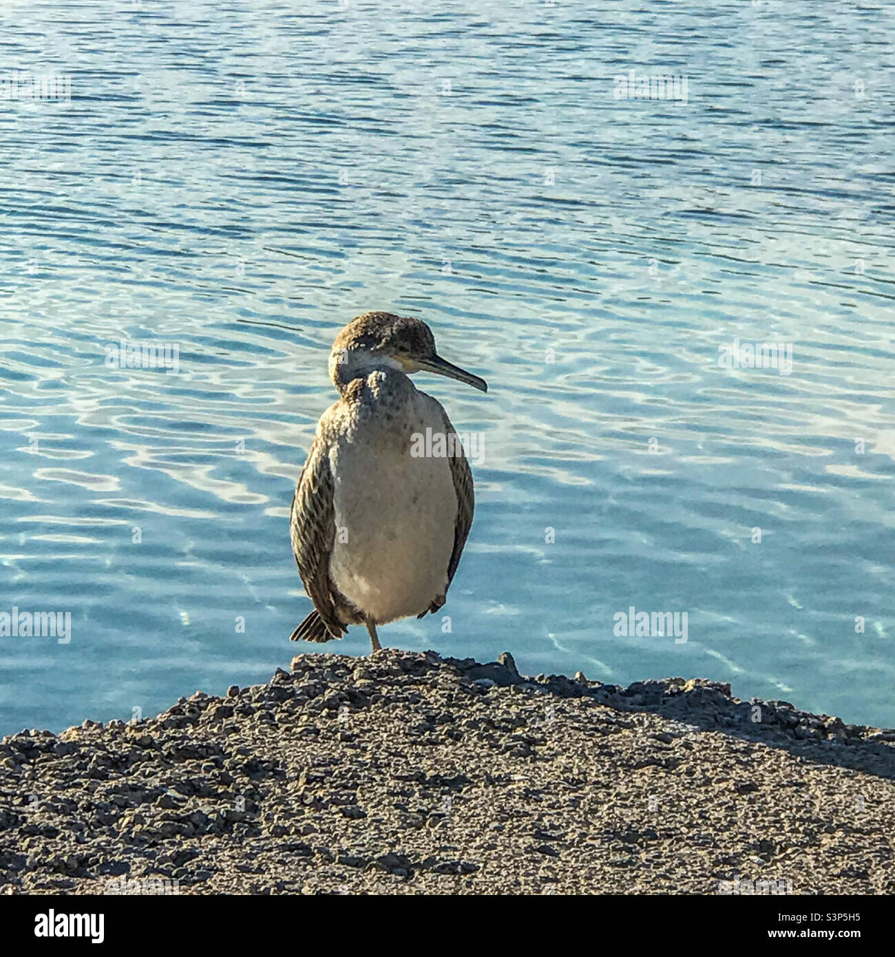 Shag bird hi-res stock photography and images - Alamy