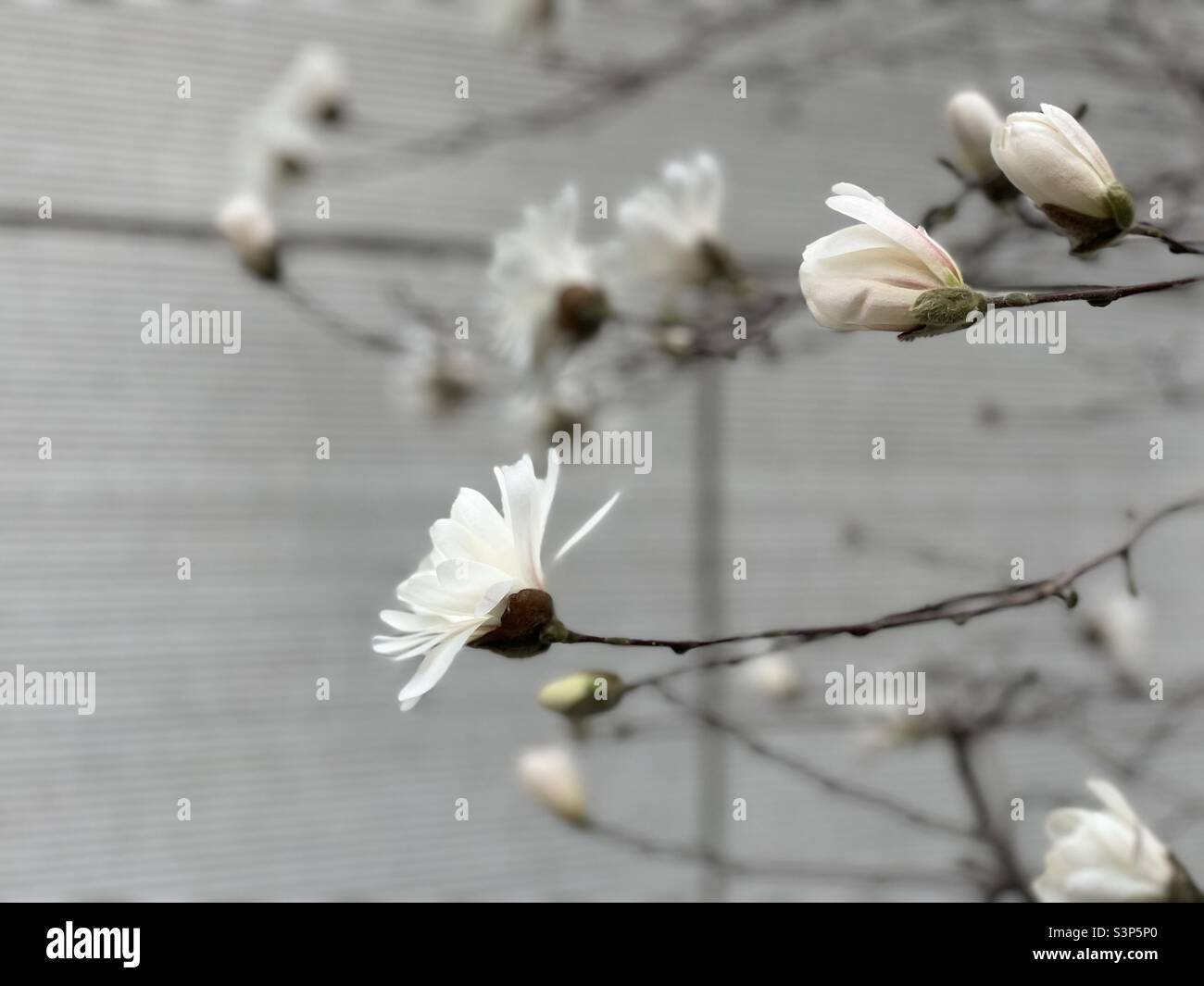 Spring blooms against gray wall Stock Photo - Alamy