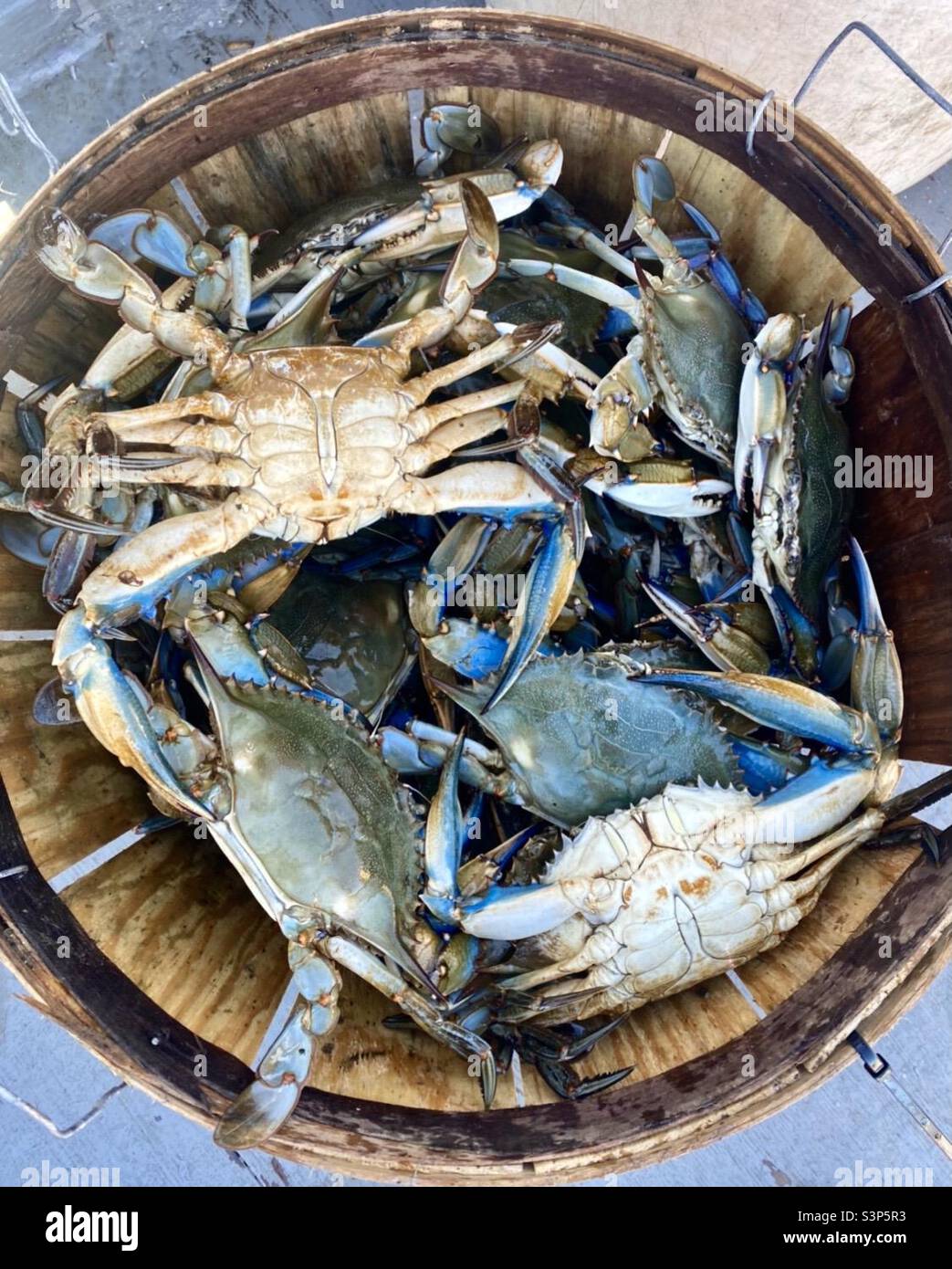 Rusty, heavy male blue crabs….locally known as “jimmies” here in the ...