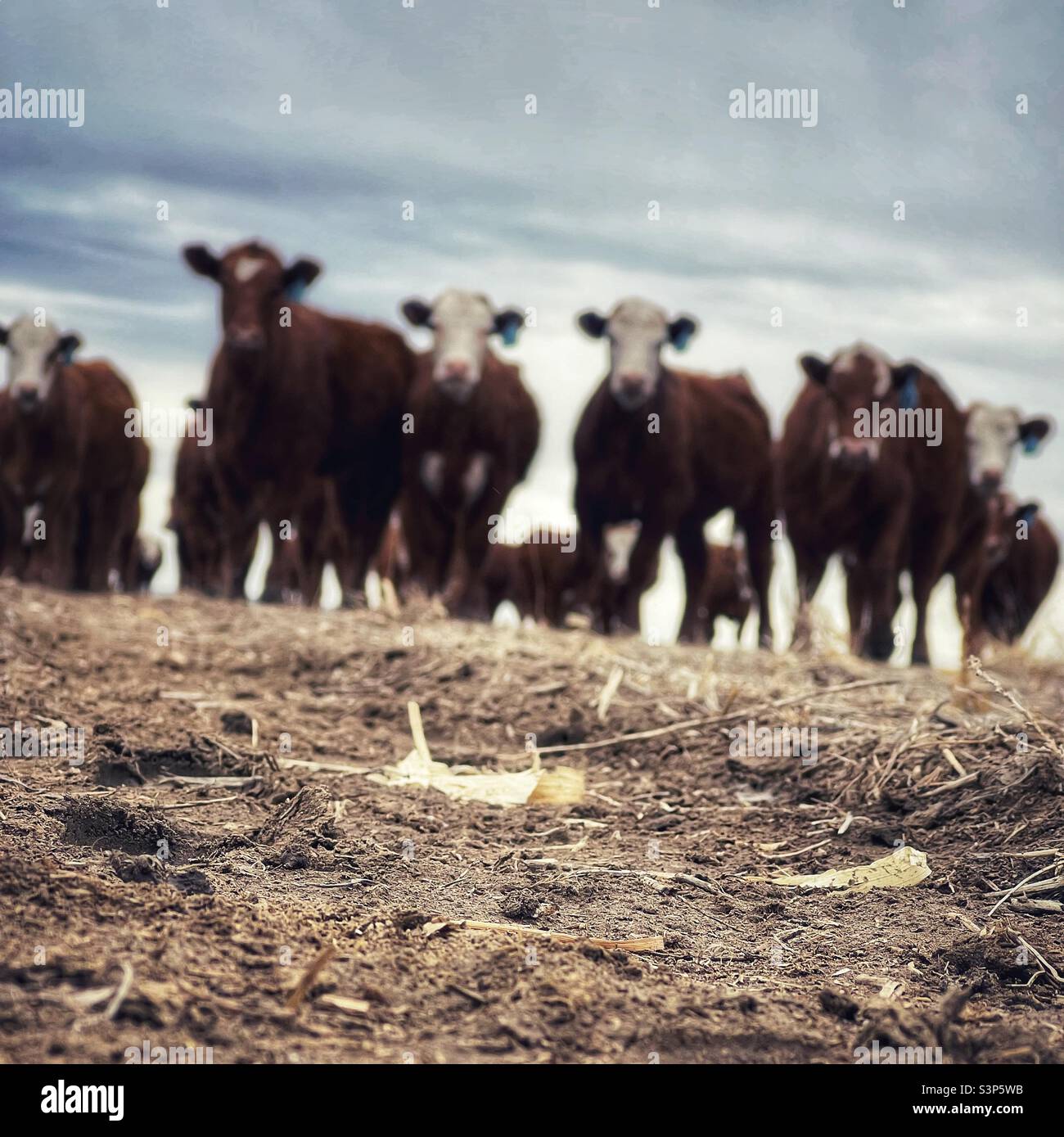 Cow trail hi-res stock photography and images - Alamy