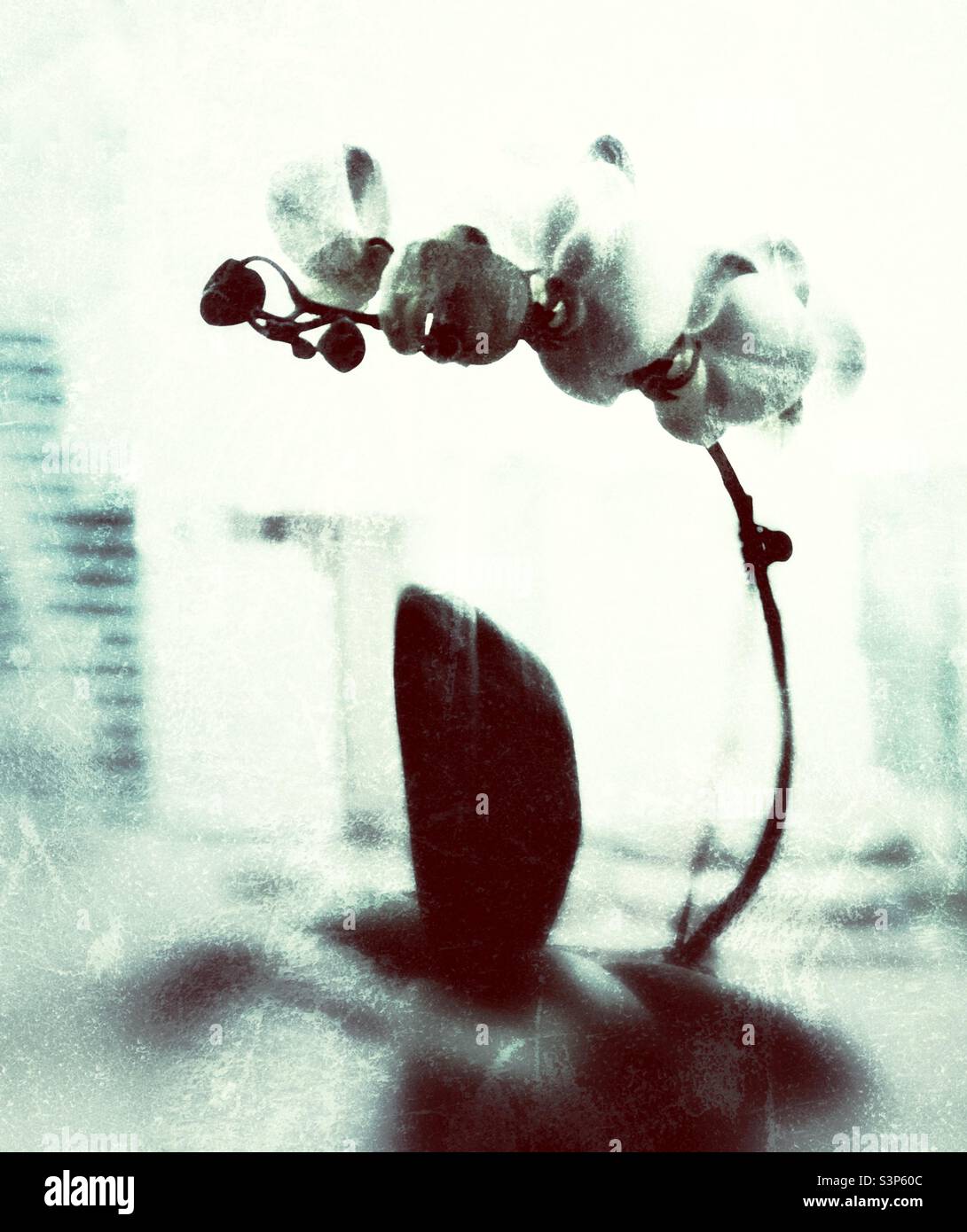 White orchids in the window Stock Photo - Alamy