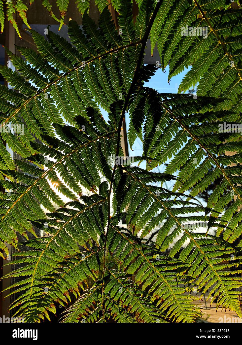Polypodiophyta hi-res stock photography and images - Alamy