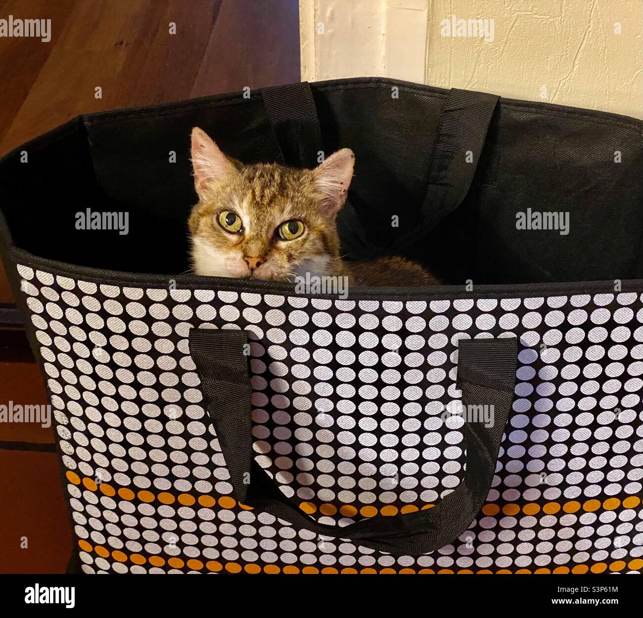 Cat in shopping bag Stock Photo - Alamy