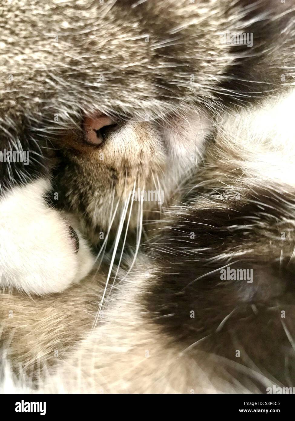Cuteness Overload - a sleeping cat with his paw over his head and his ...