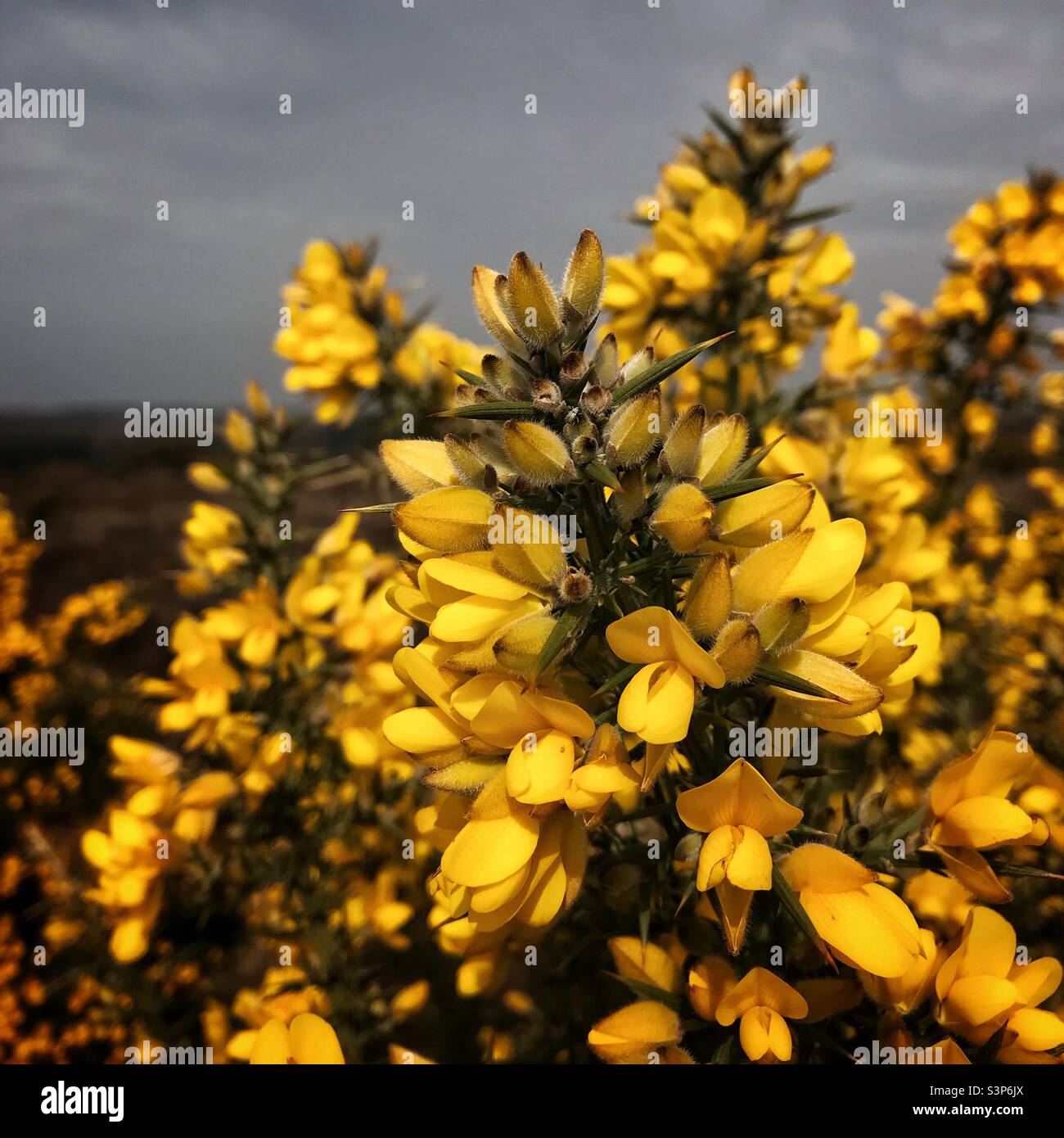 Evergreen gorse hi-res stock photography and images - Alamy