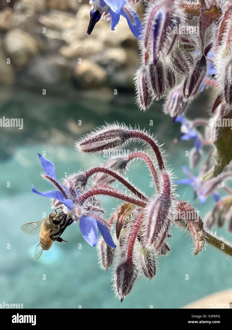 Bee on borage Stock Photo - Alamy