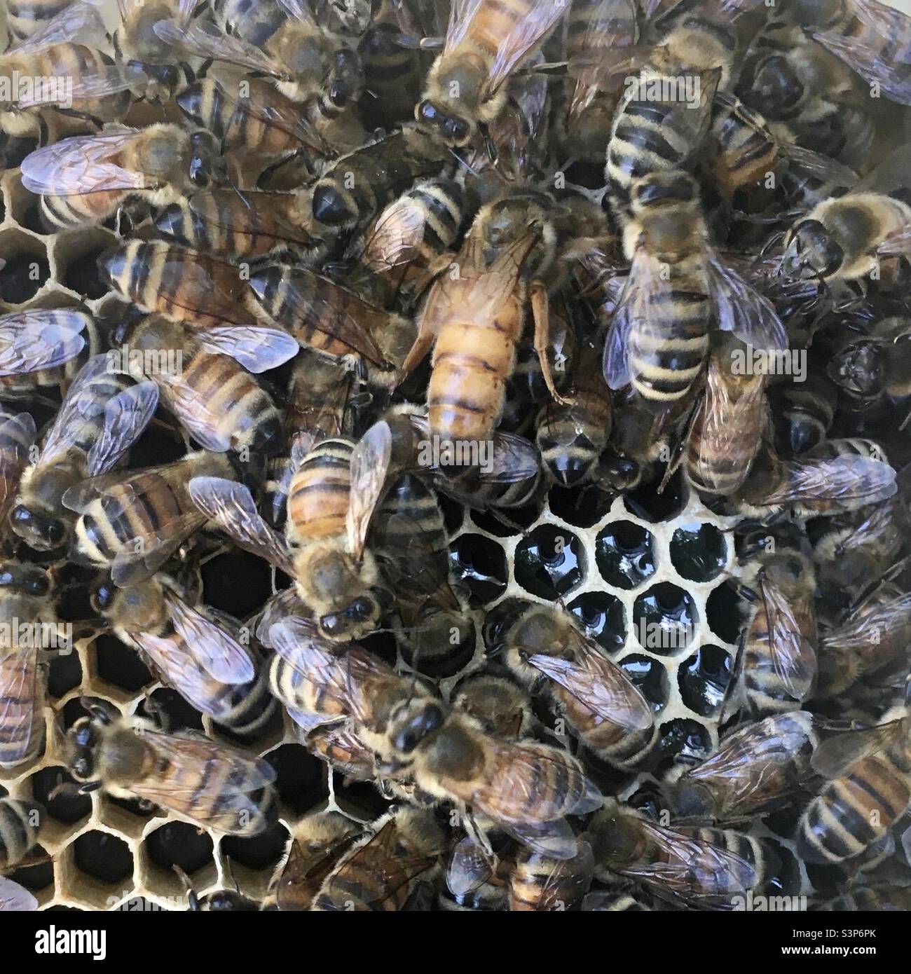 Bee colony queen hi-res stock photography and images - Alamy