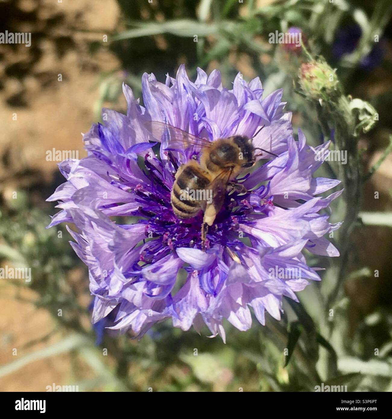 Honey bee on cornflower Stock Photo - Alamy