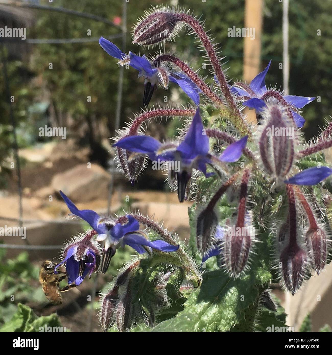 Borage honey hi-res stock photography and images - Alamy