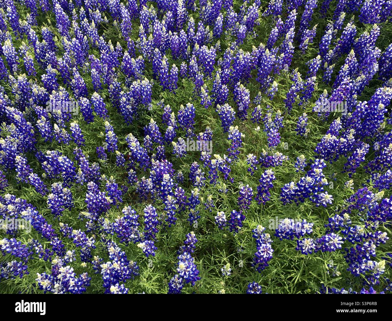 Lupine flower field hi-res stock photography and images - Alamy