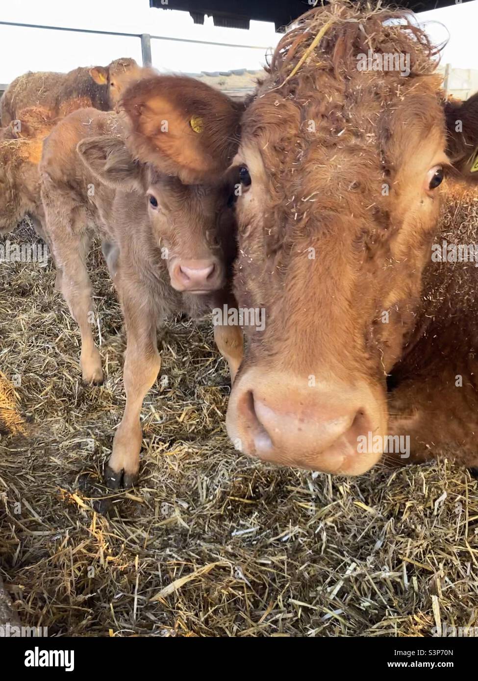 Mummy and baby cow hi-res stock photography and images - Alamy