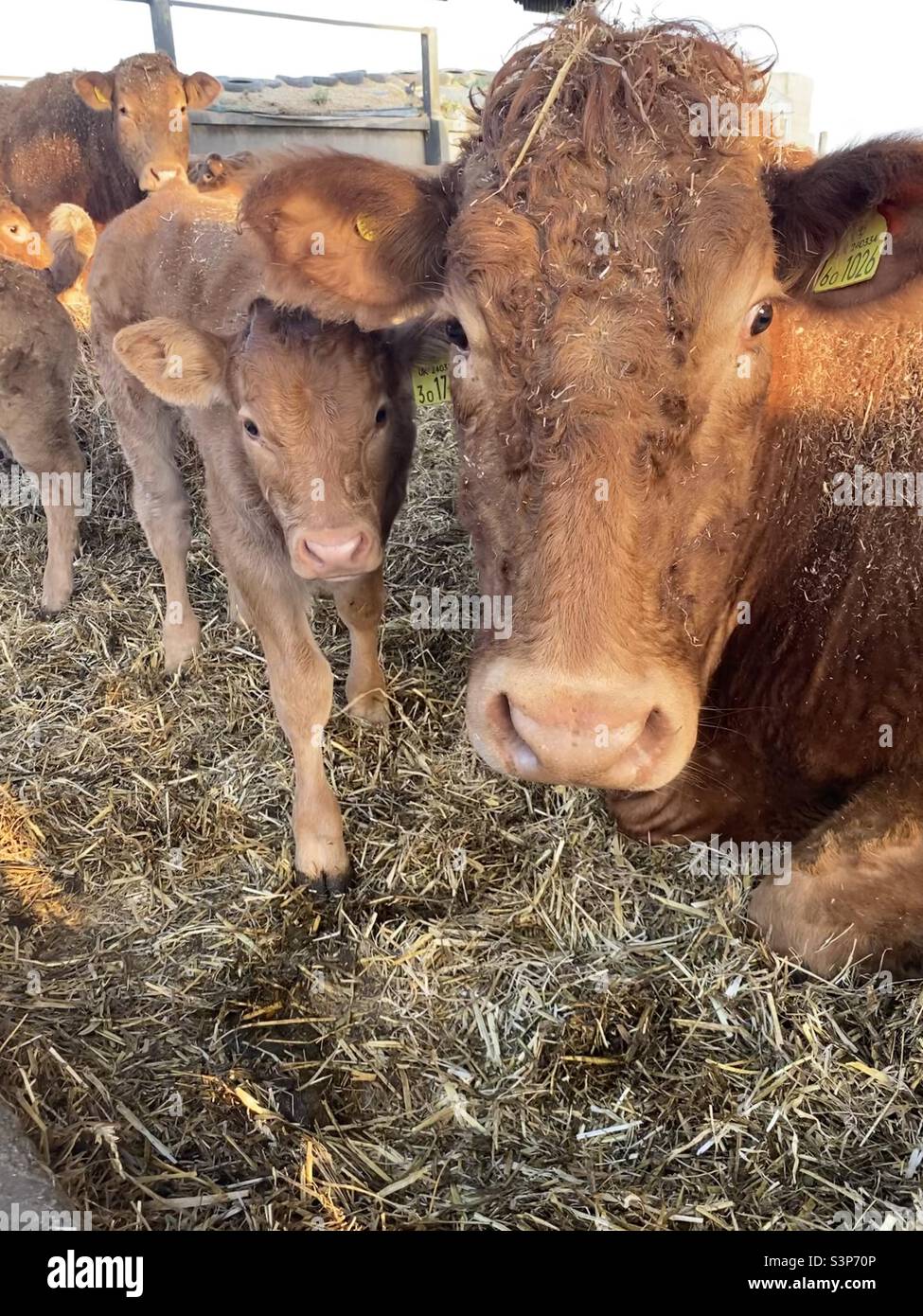 Enjoying the spring sunshine hi-res stock photography and images - Alamy