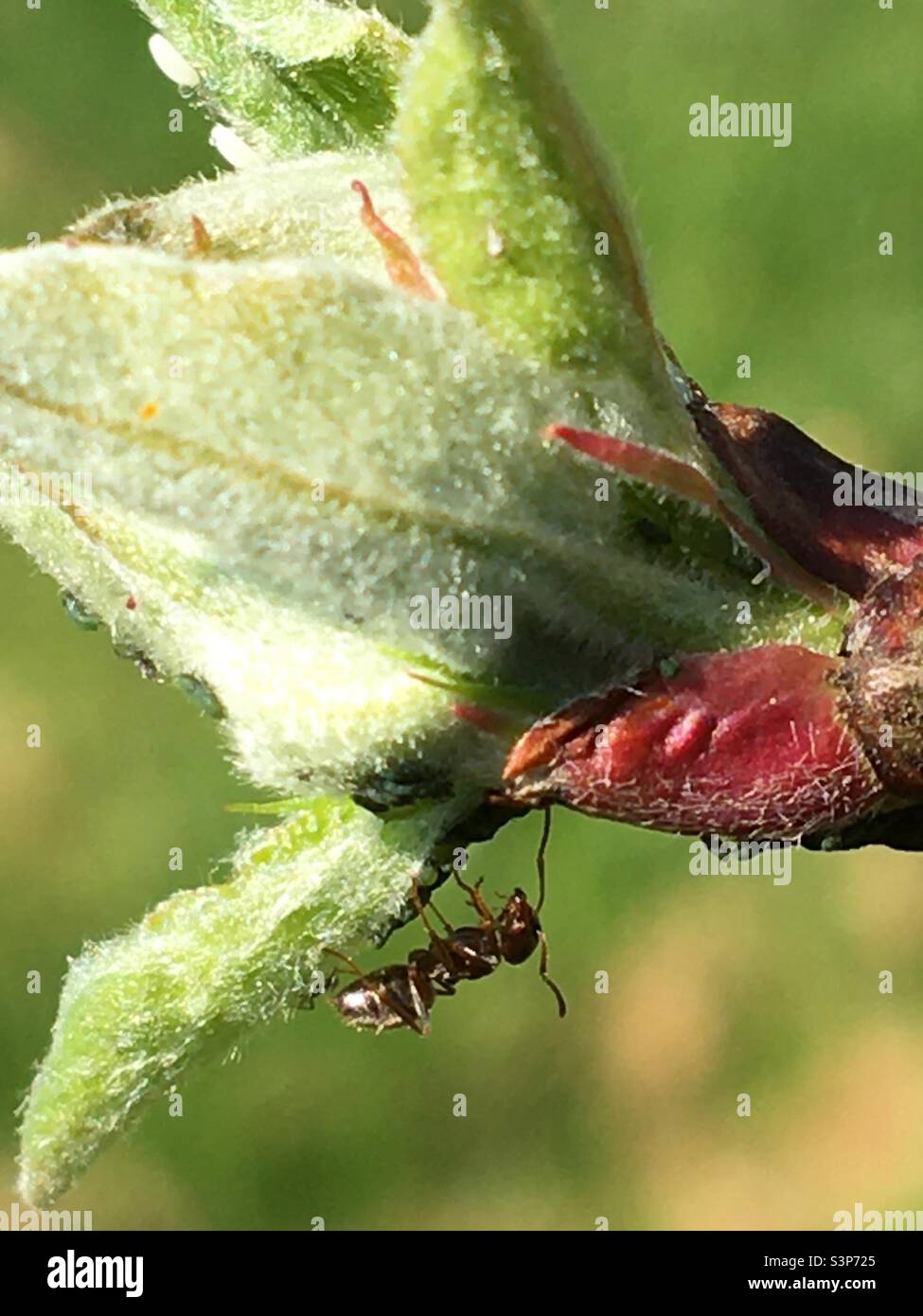 Spring insect hi-res stock photography and images - Alamy