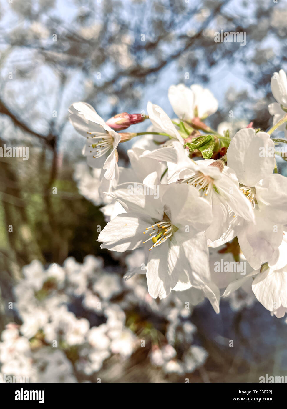 Spring tree hi-res stock photography and images - Alamy