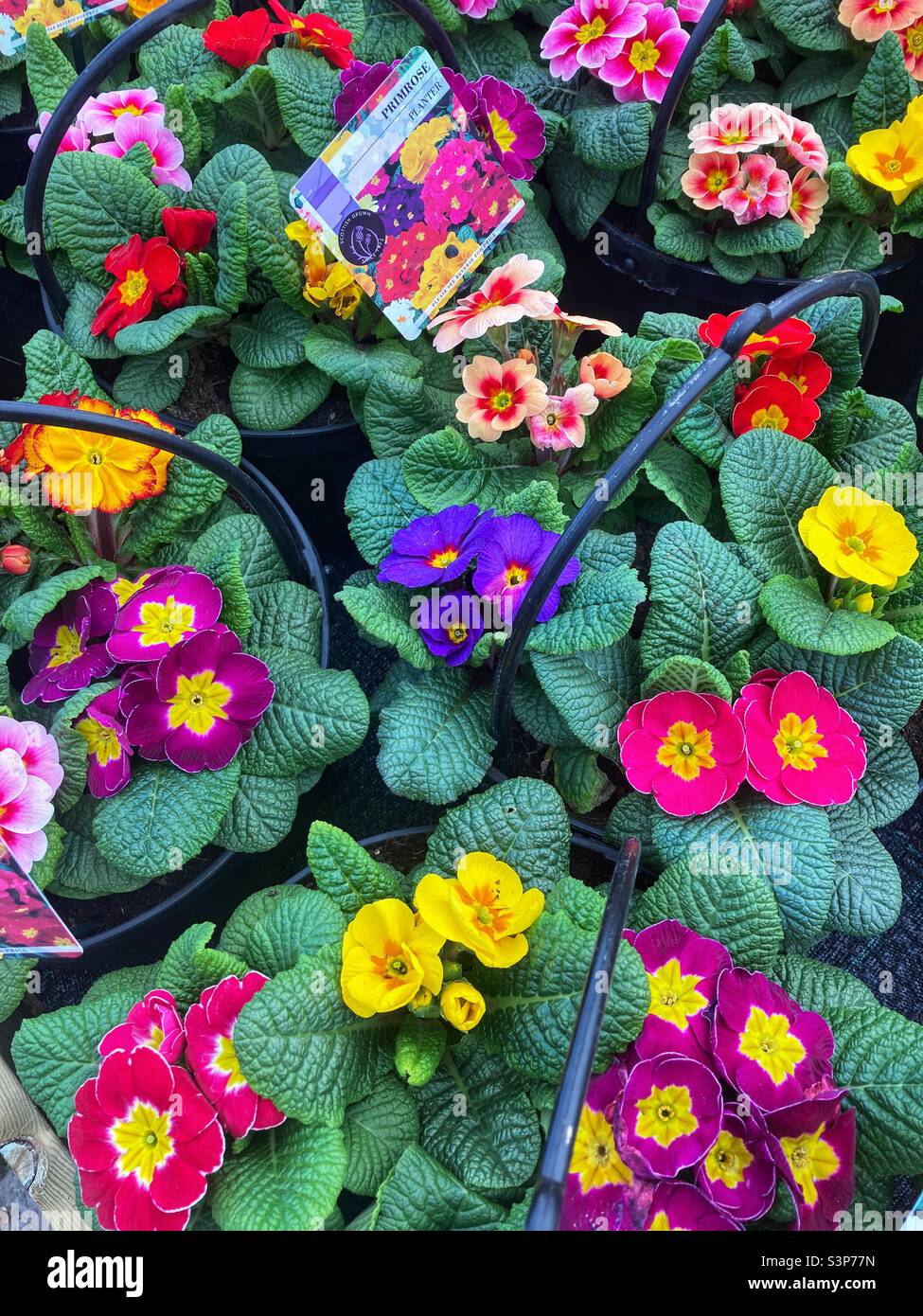 Planters with Primrose for sale in garden centre Stock Photo - Alamy