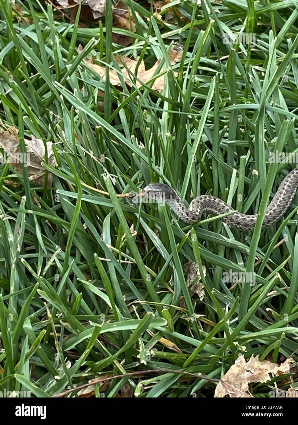 Small Snake in the grass Stock Photo - Alamy
